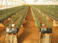 China Soiless Growing Trough Hydroponic PP Roll Tomatoes System for sale
