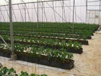 China Hydroponic Growing Trough Industrial Hydroponic System Plastic Troughs for Hydroponics for sale