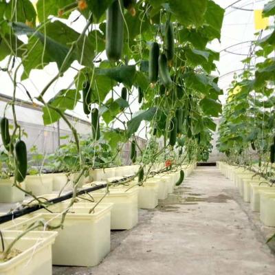 China High Quality Indoor Plant Growing Dutch Bucket Pots Dutch Buckets for Growing Tomatoes Hydroponic System for sale