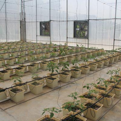 China Maxpower Plastic Hydroponic Growing Systems for Lettuce Dutch Buckets for sale
