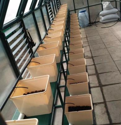 China Agricultural Greenhouses Hydroponics White Dutch Bucket Cultivation for Tomatoes Growing for Sale for sale