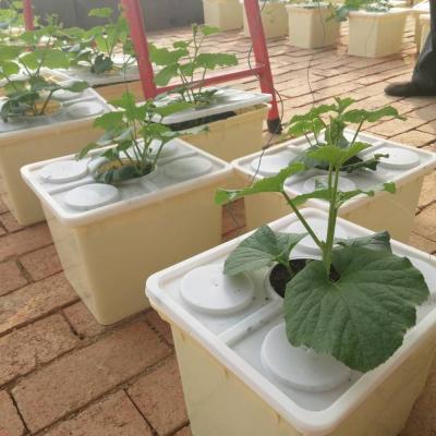China Dutch Bucket for Greenhouse Hydroponic Growing Systems for sale