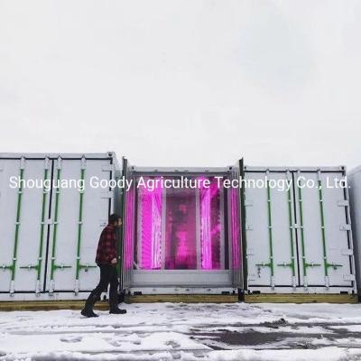 China Newest Nft System 40hq Indoor Vertical Farming Grow Container for Growing Lettuce/Vegetables/Hydroponics Growth for sale