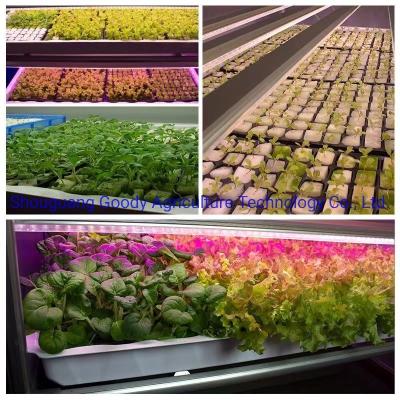 China LED Light Hydroponic Vegetable Seedling Tray Rack  Customization for sale