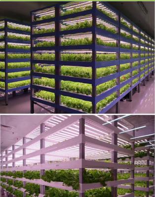 China Modern Agriculture  Hydroponics Planting System For Vegetables for sale