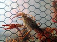 China 19 Gauge Crawfish Wire Mesh PVC Coated Saltwater Resistant for sale