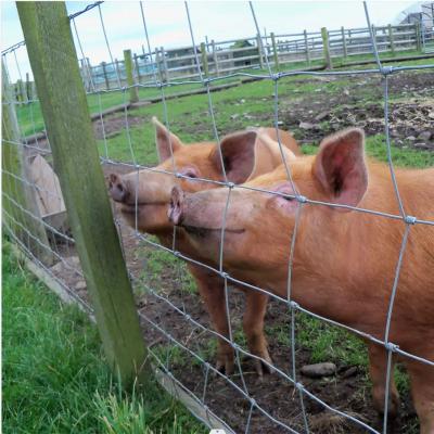 China Green Cattle Fence Mesh Grassland Horse Wire Netting for sale