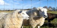 China Green Cattle Fence Mesh Grassland Horse Wire Netting for sale