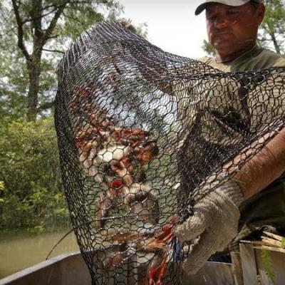 China 19 Gauge Crawfish Wire Mesh PVC Coated Saltwater Resistant for sale