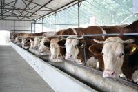 China Energy-Efficient Light Weight Steel Structural Framing Cowshed Systems with 50+ Year Lifespan and 3000 m² Construction Capacity for sale