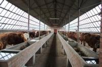 China Energy-Efficient Light Weight Steel Structural Framing Cowshed Systems with 50+ Year Lifespan and 3000 m² Construction Capacity for sale