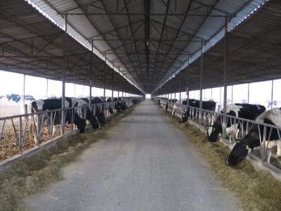 China Pre-engineered Steel Framing Systems for Livestock Housing with 50+ Year Lifespan and 3000 m² Construction Capacity for sale