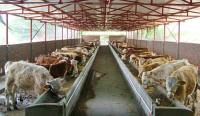 China Durable Prefabricated Steel Framing Systems for Livestock - 3000 m² Construction in 30 Days with 50+ Year Lifespan for sale