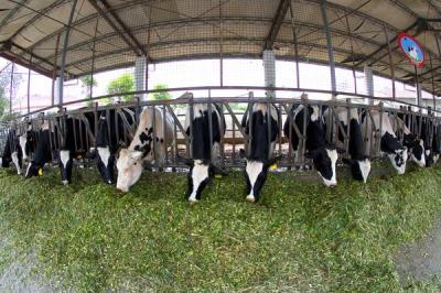 China Long Span Prefab Steel Framing Systems Galvanized Steel Cowshed with Sandwich Panels - 50+ Year Service Life, 3000 m² Construction Capacity for sale