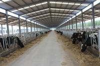 China Pre-Engineered Steel Cowshed Framing Systems - Automated & Sanitary Design for Dairy Farming Operations for sale