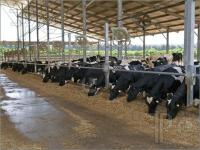China Pre-Engineered Steel Cowshed Framing Systems - Automated & Sanitary Design for Dairy Farming Operations for sale