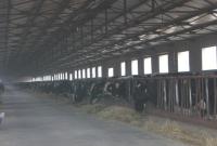 China Pre-Engineered Steel Cowshed Framing Systems - Automated & Sanitary Design for Dairy Farming Operations for sale