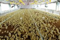 China Reusable Fabricated Steel Chicken Shed Systems - Q235/Q345 Steel Grade, 3000 m² Construction Capacity, 50+ Year Service Life for sale