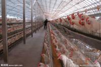 China STL-025 Steel Sandwich Panel Poultry Framing System with 50-Year Durability and 600mg Galvanized Coating for sale