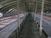 China Noiseproof Insulation Chicken Shed Framing System with 50+ Year Service Life and 3000 m² Construction Capacity for sale
