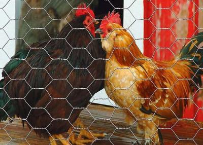 China Yard Guard Poultry Netting Metal Wire Fence - Hexagonal Mesh Chicken Fence with Galvanized Steel Construction for sale