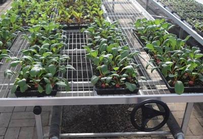 China 3×3mm Welded Wire Greenhouse Bench with 50 kg/m² Load Capacity and Galvanized Mesh Panels for sale