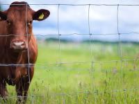 China 1.7m Galvanized Cattle Fence Carbon Steel 2.0mm Wire Diameter Fixed Knot for sale