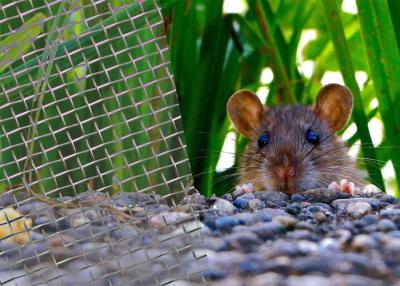 China Stainless Steel Welded Mesh Rodent Proof Barrier - 1/4 Inch Openings with 0.6mm Wire Diameter for sale