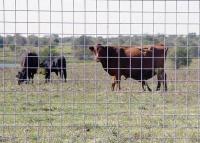 China Welded Wire Cattle Fence 4 Gauge 50 Inch Height Hot Dipped Galvanized Livestock Panel for sale
