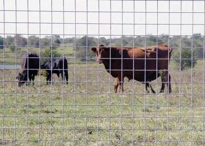 China Welded Wire Cattle Fence 4 Gauge 50 Inch Height Hot Dipped Galvanized Livestock Panel for sale