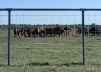 China Welded Wire Cattle Fence 4 Gauge 50 Inch Height Hot Dipped Galvanized Livestock Panel for sale