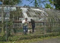China Galvanized Chain Link Fence 50mm Mesh 9 Gauge for Greenhouse Pest Bird Protection for sale