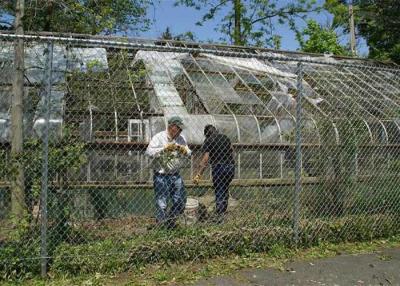 China Galvanized Chain Link Fence 50mm Mesh 9 Gauge for Greenhouse Pest Bird Protection for sale