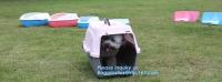 China Transport Box Pet Air Box Travel Carrier Cages Portable Plastic Dog Carrier, Dog Box Cages------Durable Plastic Aviation for sale