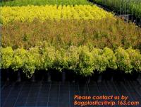 China Garden Agricultural Weed Mat,Plastic Ground Cover, Weed Control Mat, pp woven grass mat, black woven pp fabric for sale