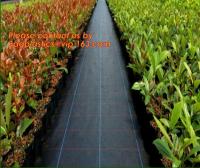 China Garden Agricultural Weed Mat,Plastic Ground Cover, Weed Control Mat, pp woven grass mat, black woven pp fabric for sale