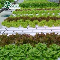 China Customized Glass-Covered Vegetable Greenhouse for Restaurant Growth for sale