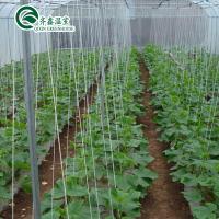 China Ventilation-Friendly Tomato Greenhouse with Dutch Bucket and Plastic Film Covering for sale