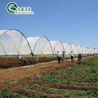 China Ventilation-Friendly Tomato Greenhouse with Dutch Bucket and Plastic Film Covering for sale