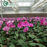 China Commercial Aquaponic Aquarium System Prefabricated PO Greenhouses for Vegetables for sale