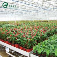 China Large Customized Agricultural Glass Greenhouse with PVC Hydroponic Gutter System for sale
