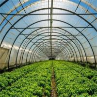 China Film Cover Single Layer Agricultural Greenhouse for Sustainable Farming for sale