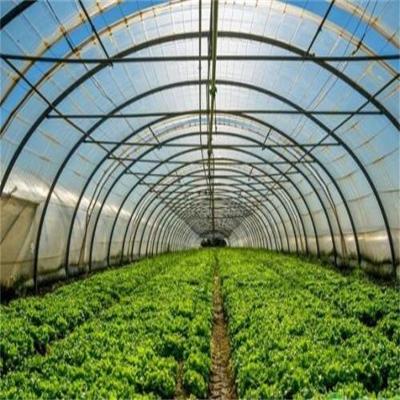 China Film Cover Single Layer Agricultural Greenhouse for Sustainable Farming for sale