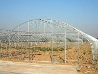 China Film Cover Single Layer Agricultural Greenhouse for Sustainable Farming for sale