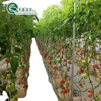 China Commercial Aquaponic Aquarium System Prefabricated PO Greenhouses for Vegetables for sale