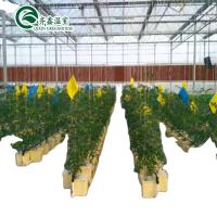 China Commercial Aquaponic Aquarium System Prefabricated PO Greenhouses for Vegetables for sale