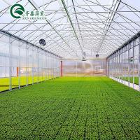 China Single Layer PO Commercial Multi Span Polycarbonate Sheet Greenhouse for Agriculture for sale