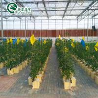 China Complete Hydroponic Grow Tent for Indoor Growing of Vegetables Fruits Flowers and Tomatoes for sale
