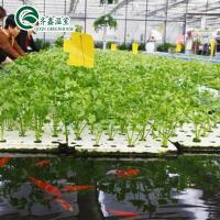 China Vegetable Fruits Flowers Aquaponics System Multi-Span Agricultural Greenhouses Yield for sale