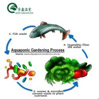 China Vegetable Fruits Flowers Aquaponics System Multi-Span Agricultural Greenhouses Yield for sale